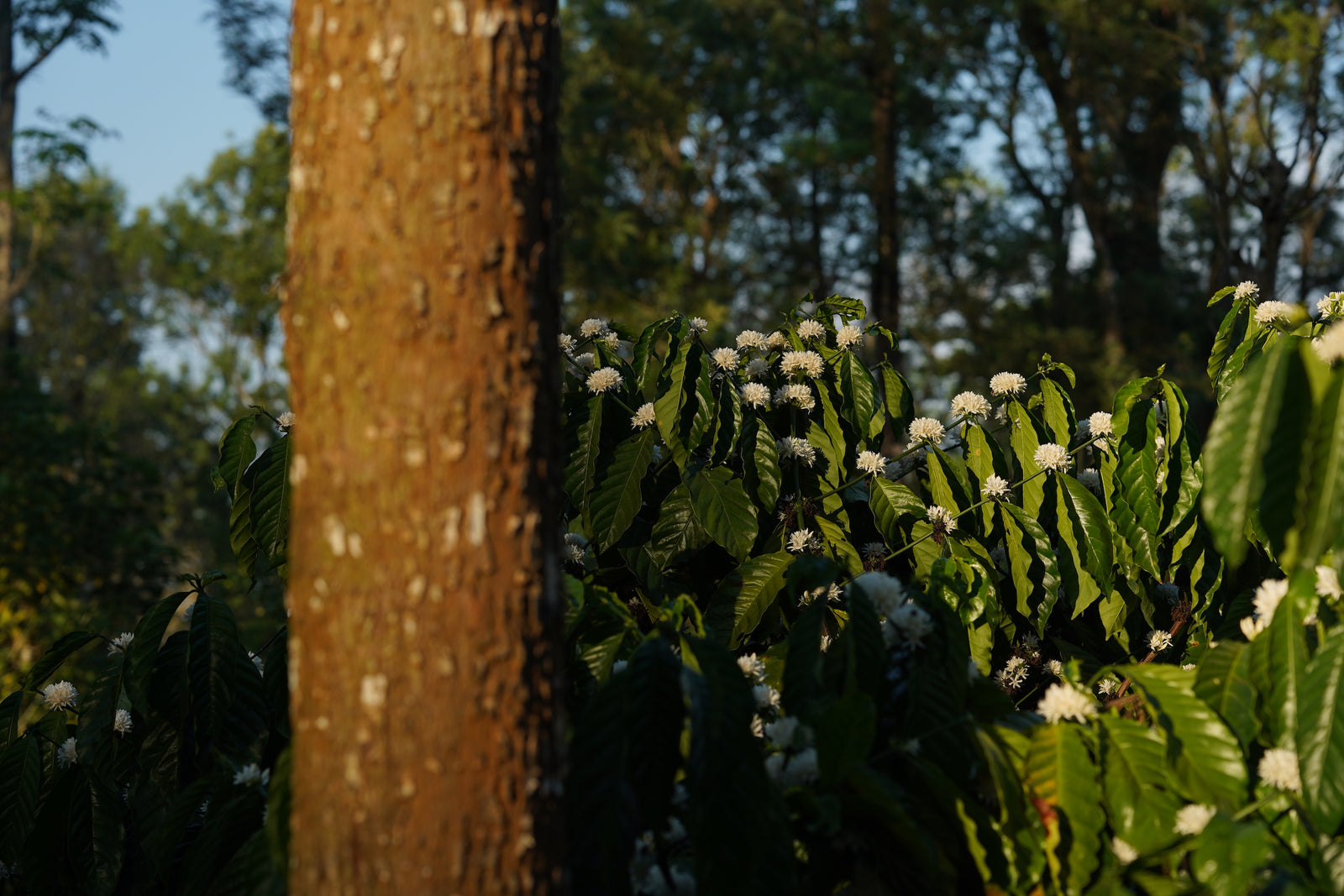 About Us - Blossom Inners